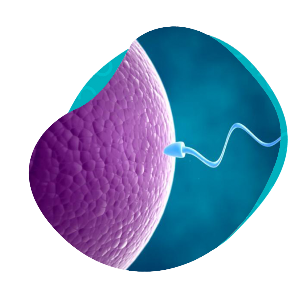 Fecundación in vitro - Clínica Emby